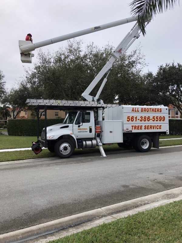 Gallery - All Brothers Tree Service